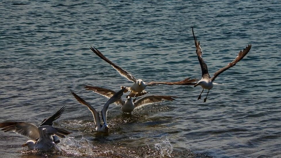 Action on seabirds by-catch - Life Platform