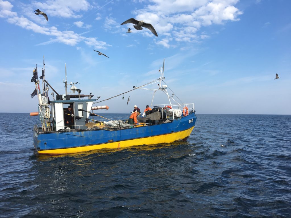 Please Give Baltic Cod and Small-scale Low Impact Fishing a Chance ...