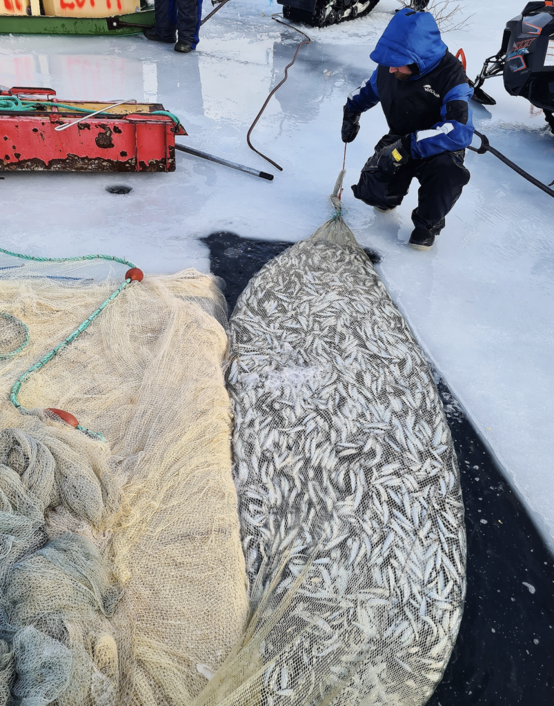 From University to Fishing in Puruvesi: How Karoliina fell in love with ...