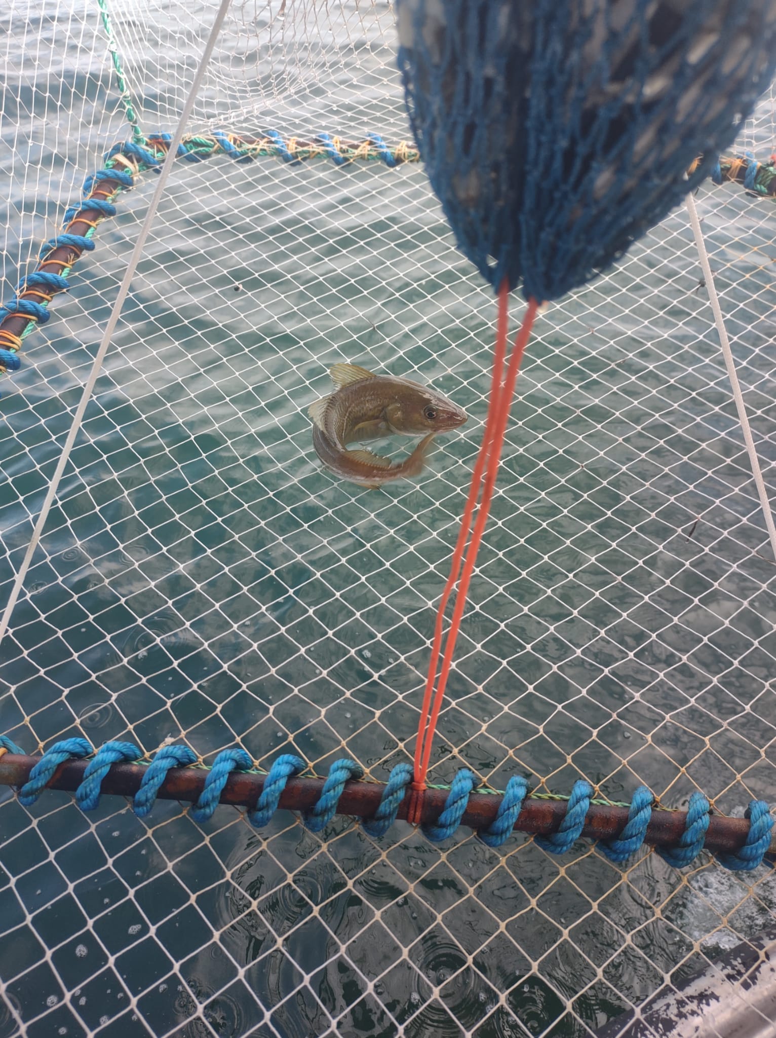 Preliminary results - Development and use of trap fishing gear adapted ...